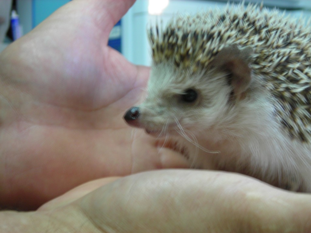 Recomendaciones para la dieta y cuidados del erizo | Bienestar animal